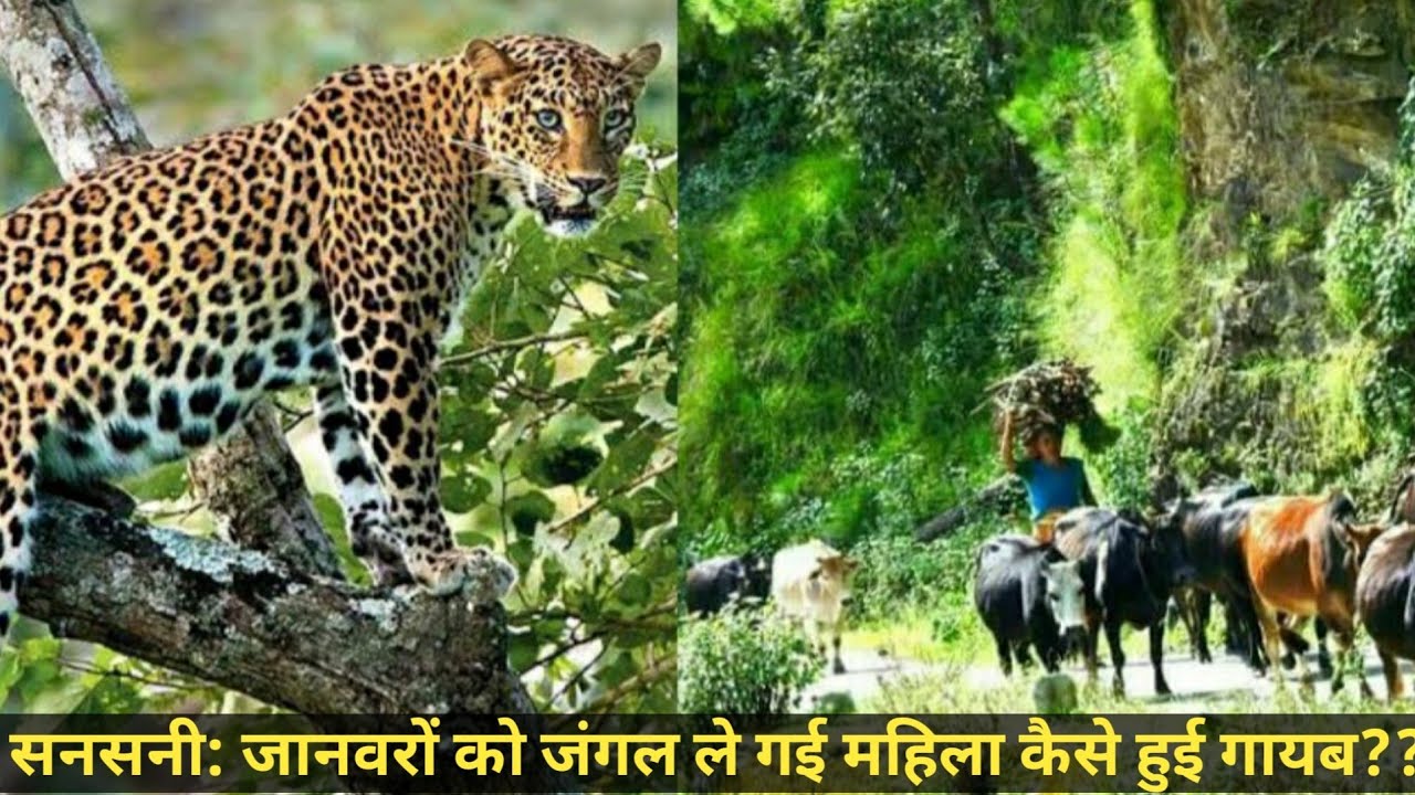 उत्तराखंड: जंगल गई महिला वापस नहीं लौटी घर????|UTTARAKHAND GULDAR ...