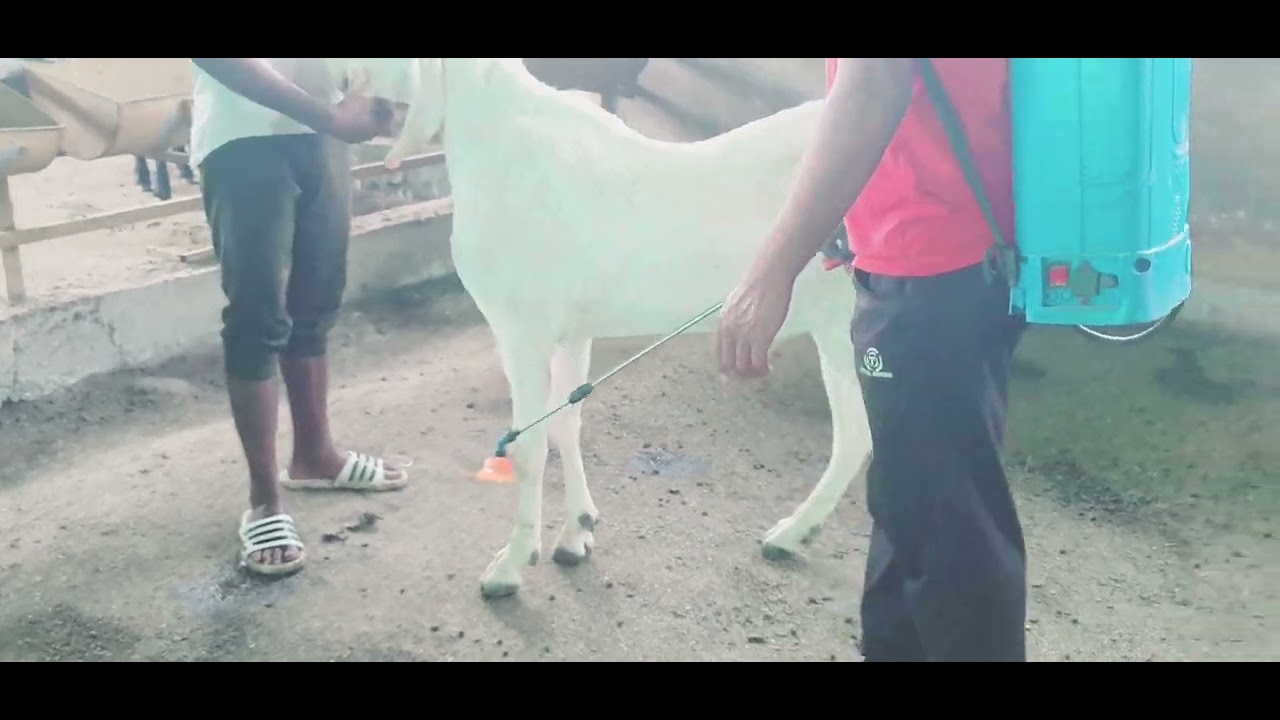 Today sanitize day @Rkgoatfarm every 15 days routine - YouTube