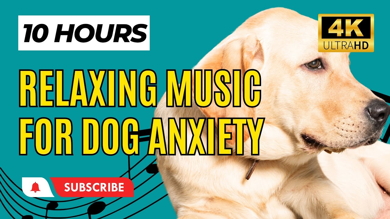 Relaxing Music for Dog Anxiety 10 Hours 🐾 Sleep Music For Dog - YouTube
