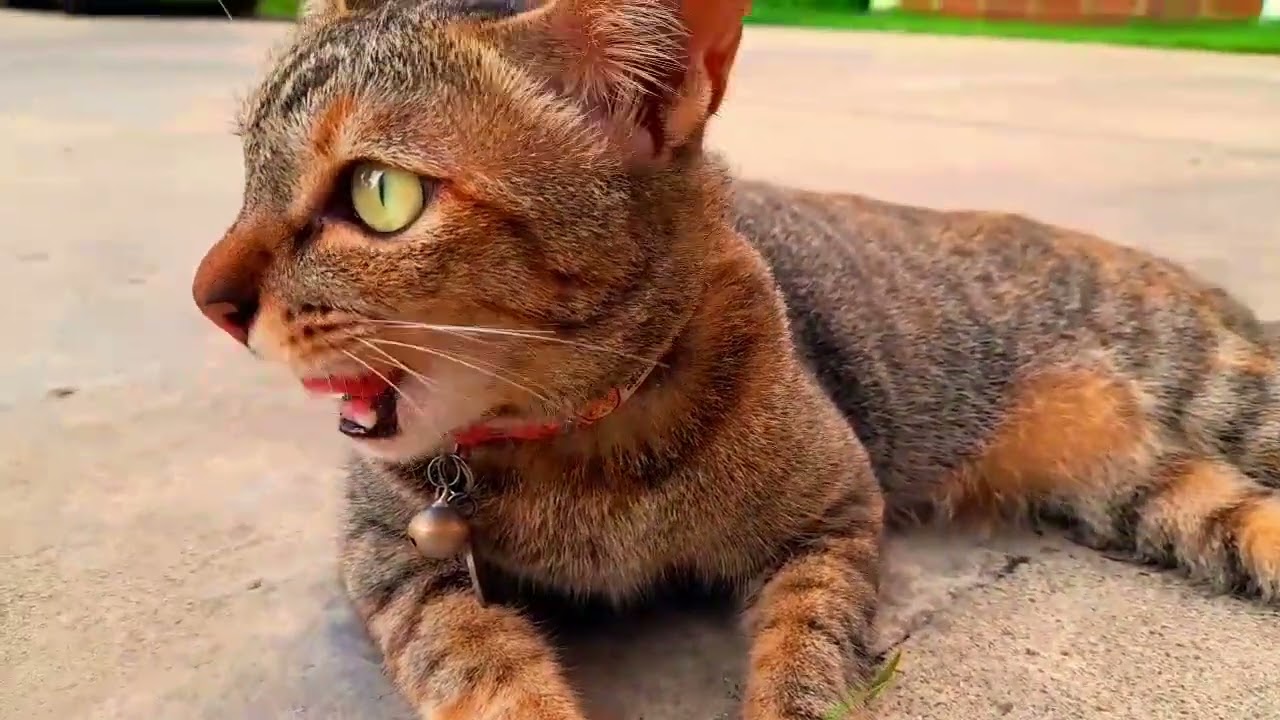 ASMR Cat in 1 minute 🐈 [ public asmr ] - YouTube