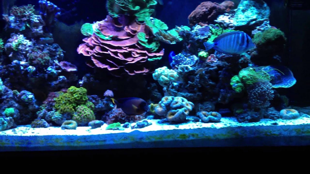 Reef Tank Update Big Changes - YouTube