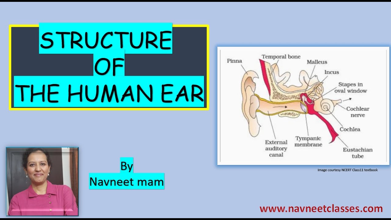 Structure of Human Ear - YouTube