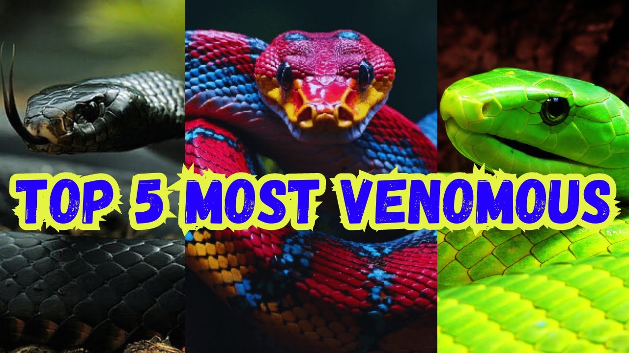 TOP 5 Most Deadly and Venomous SNAKES 😰😮 - YouTube