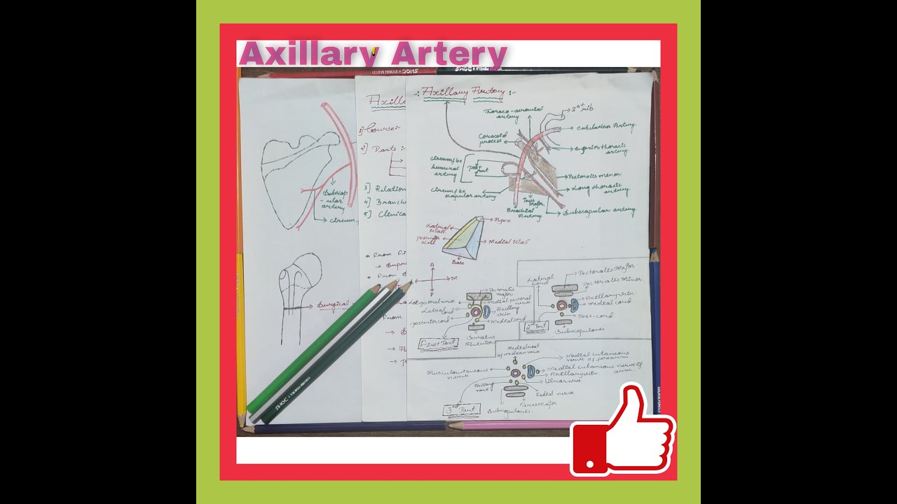Axillary Artery:-Course, Parts, Relations, Branches, Clinical ...