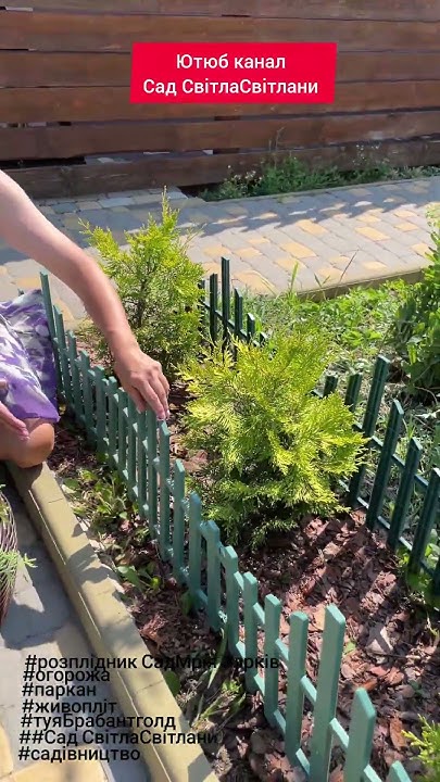 Туя Брабант ГОЛД. Туя Брабант. #садсвітласвітлани #garden #садівництво ...