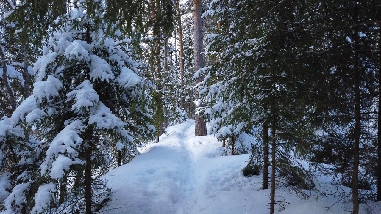 🌲 ️ Winter in a Taiga Forest (Boreal Forest) | ASMR Nature | Walking ...