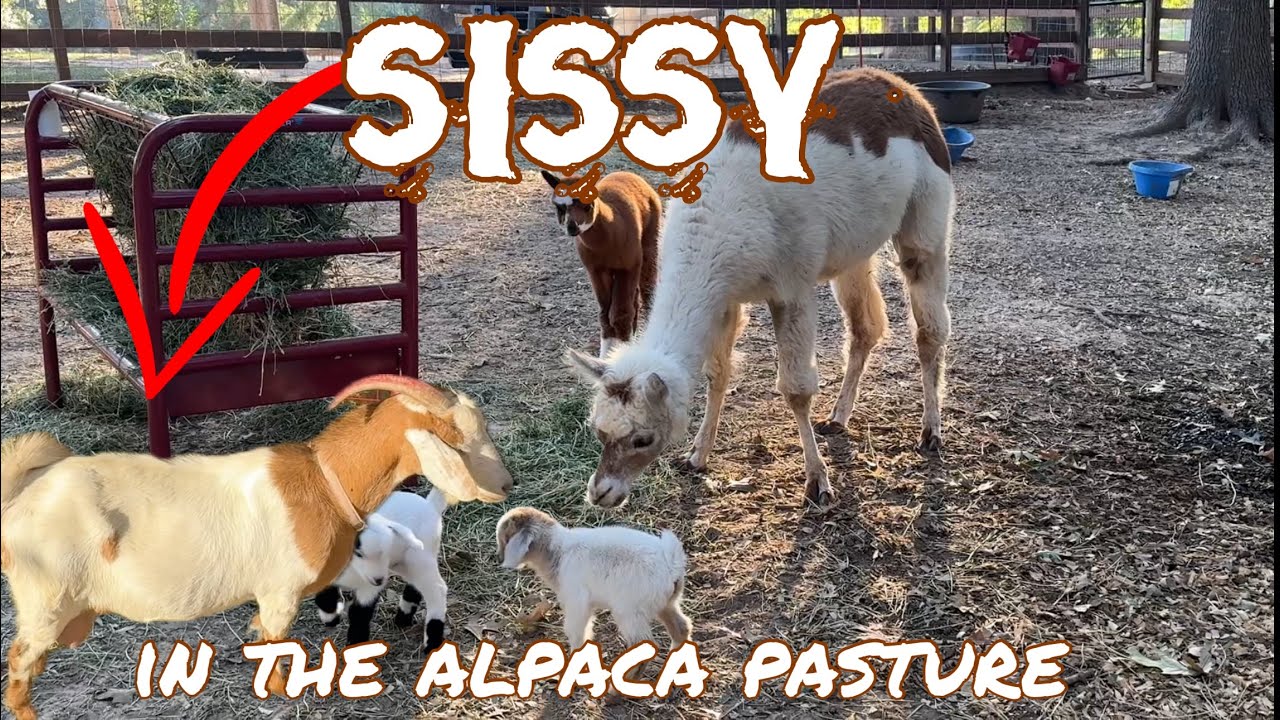 Moving Momma Goat with Babies To Alpaca Paddock - YouTube
