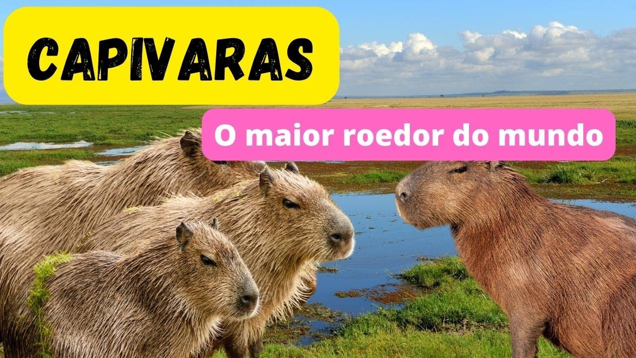 Capivaras habitat | Curiosidades sobre as capivaras | Capivara com ...