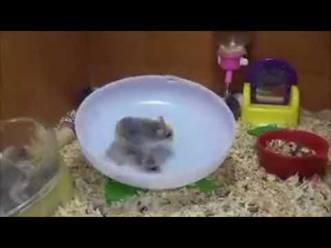 Running in the 90's Hamster edition!!!