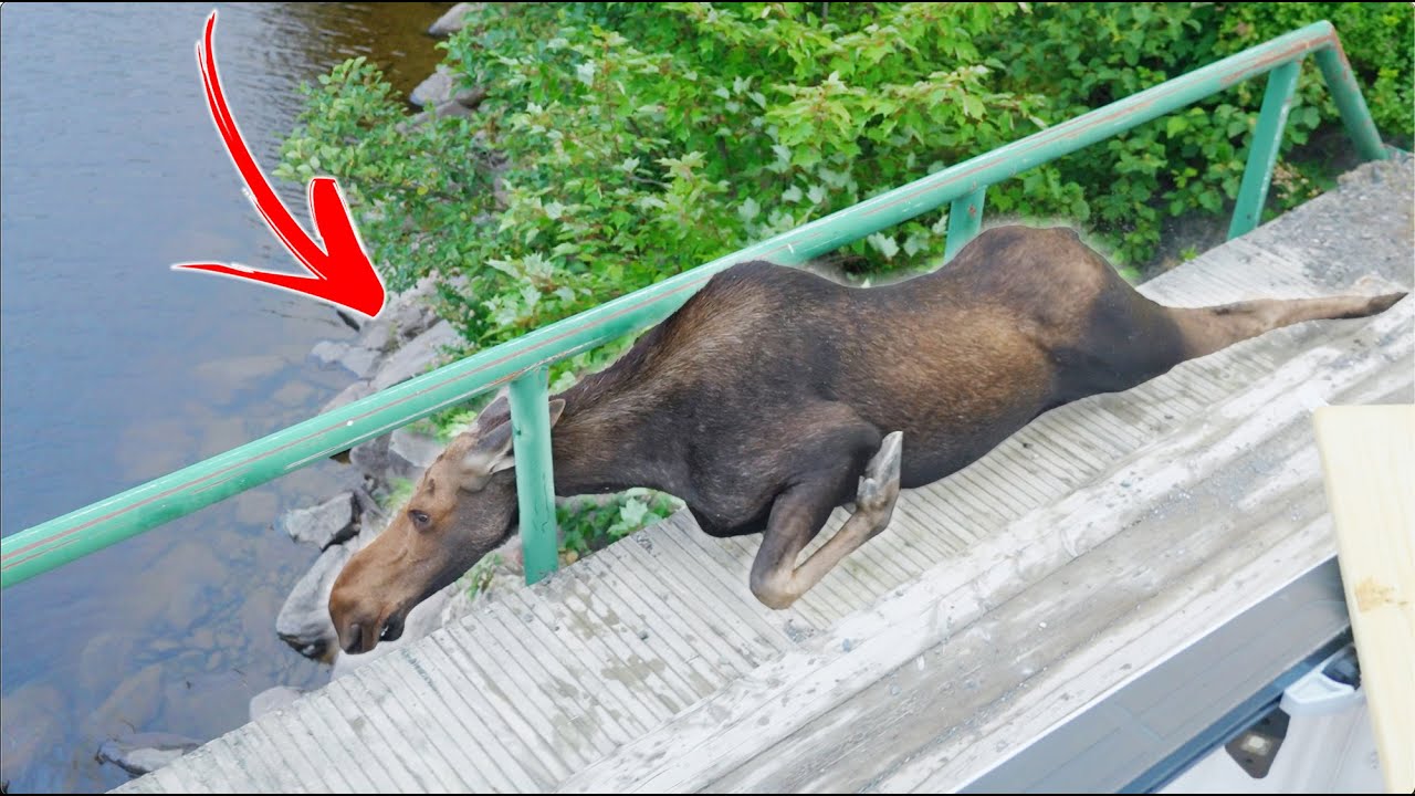 What Do We Do? Giant Moose Stuck on a Bridge - YouTube