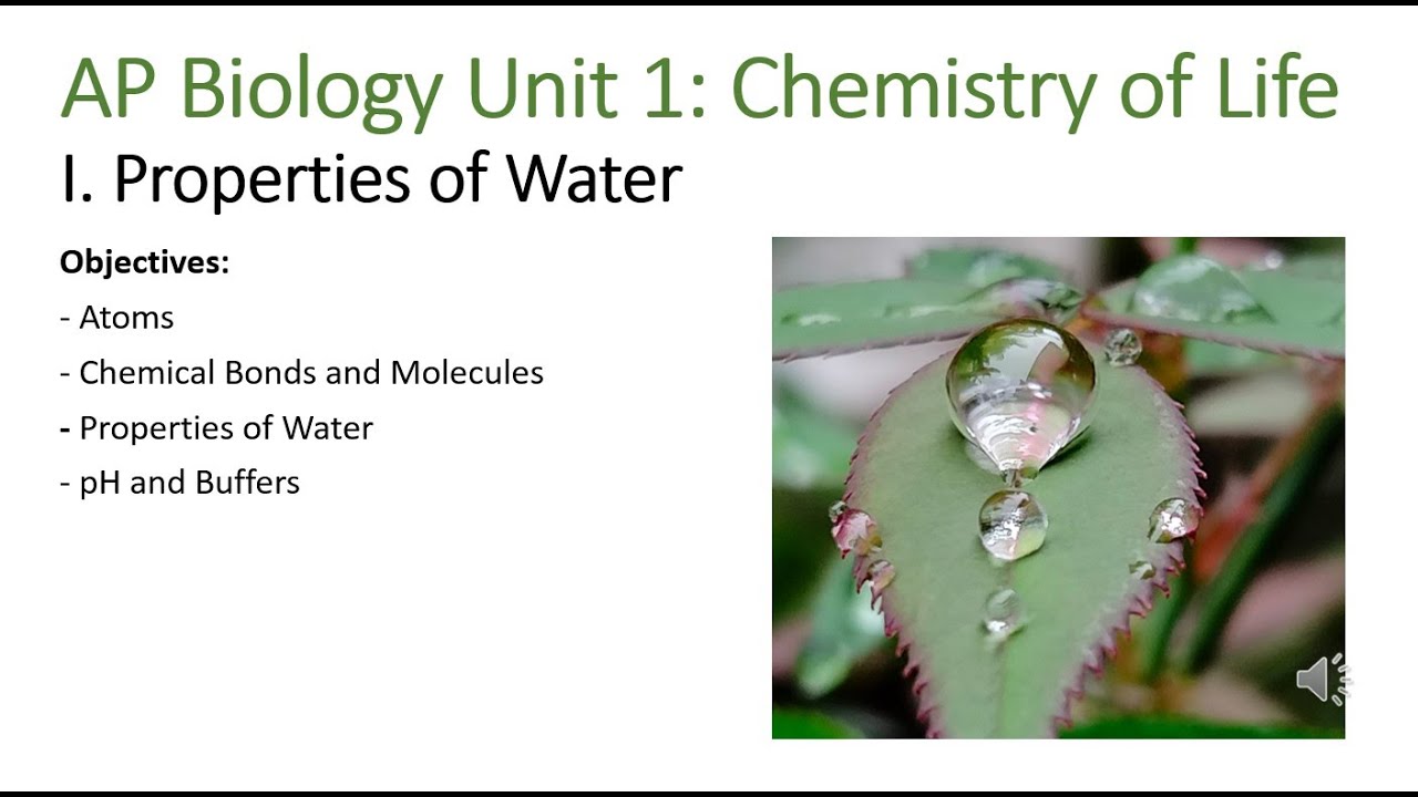 AP Biology 1 I Properties of Water Lecture - YouTube