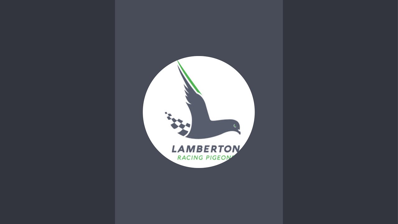 Lamberton Racing Pigeons is live! - YouTube