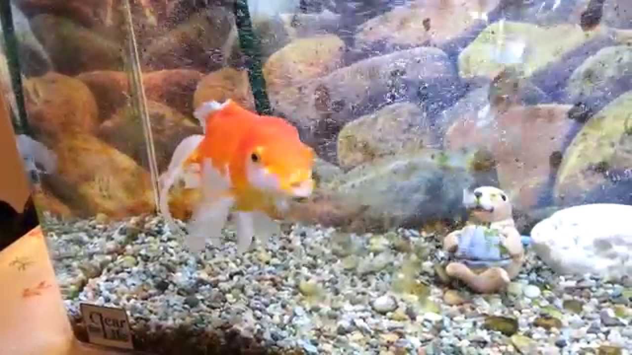 Dancing Goldfish Swims and Sings to the Beat! - YouTube