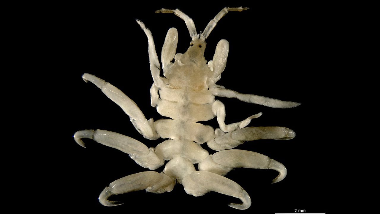 Facts: Whale Lice - YouTube