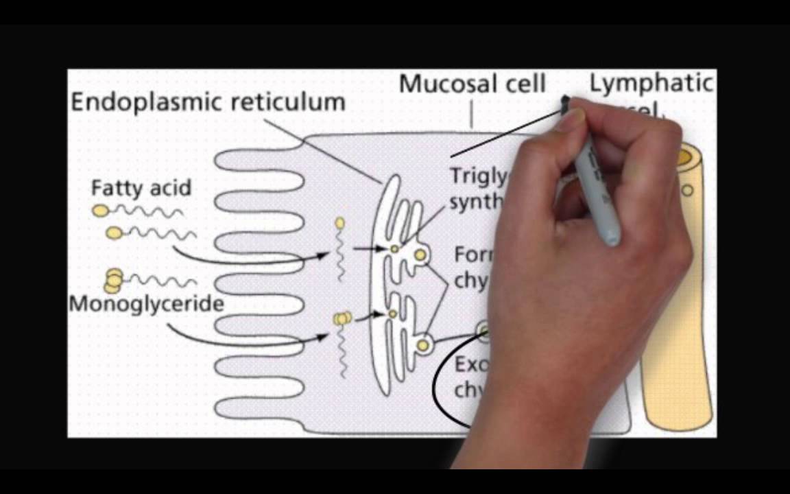 The digestion and absorption of lipids - YouTube