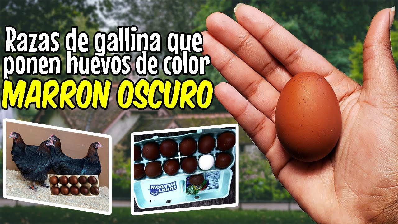 6 razas de gallinas que ponen huevos de color marrón oscuro - YouTube