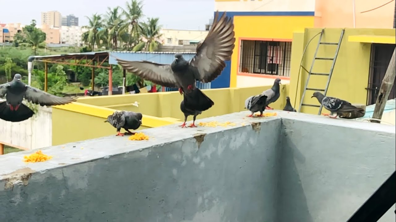 Pigeons Floating in the Air 🕊️ - YouTube