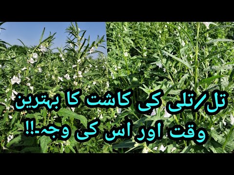 The best time of till / tilli sesame sowing | till /tilli ki bijai ka ...