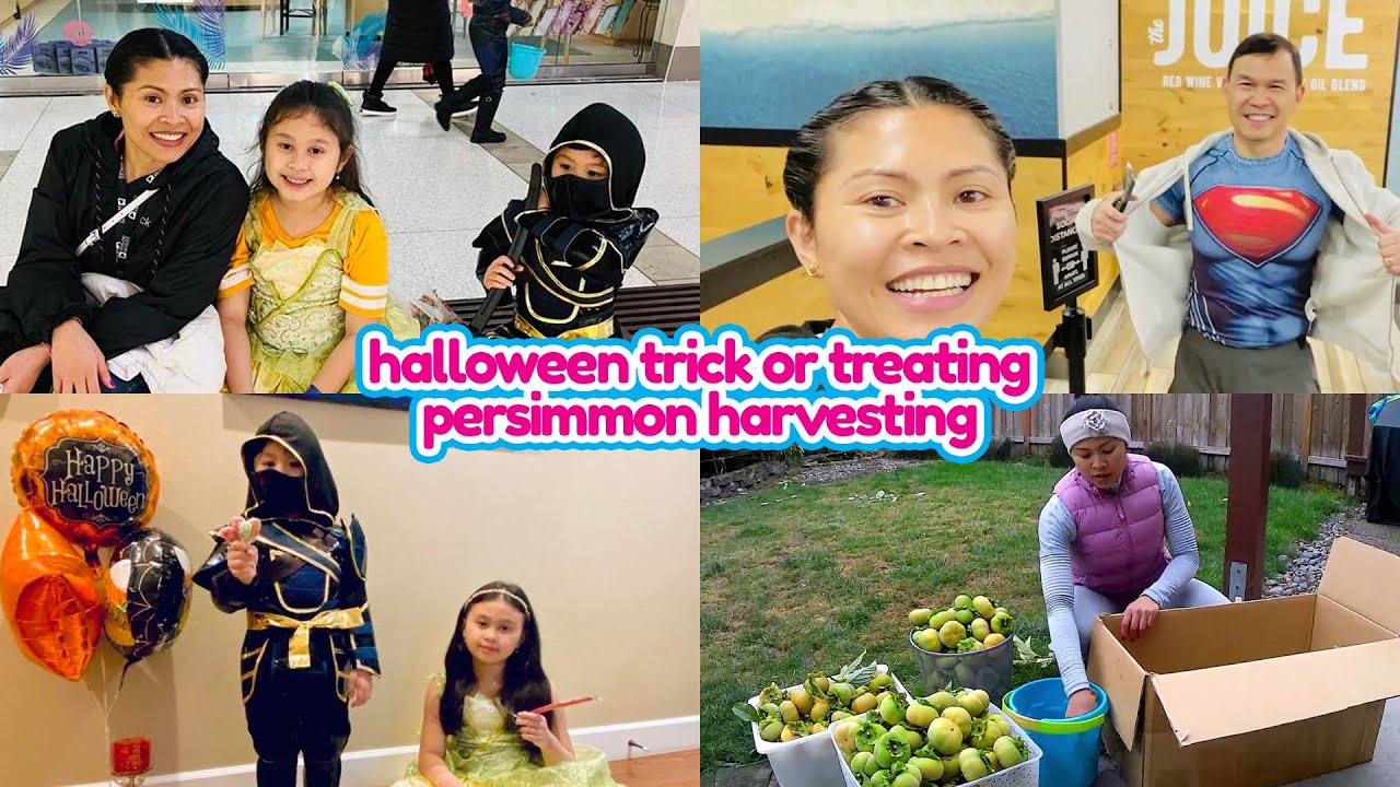 Halloween Trick or Treating | Harvesting our Persimmons in our backyard ...