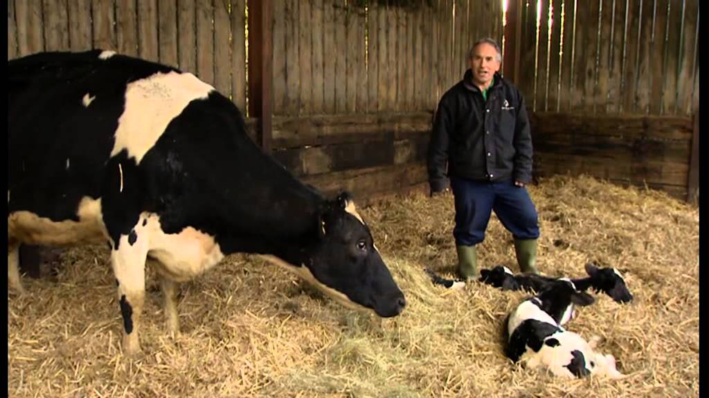 Horses Giving Birth To Triplets