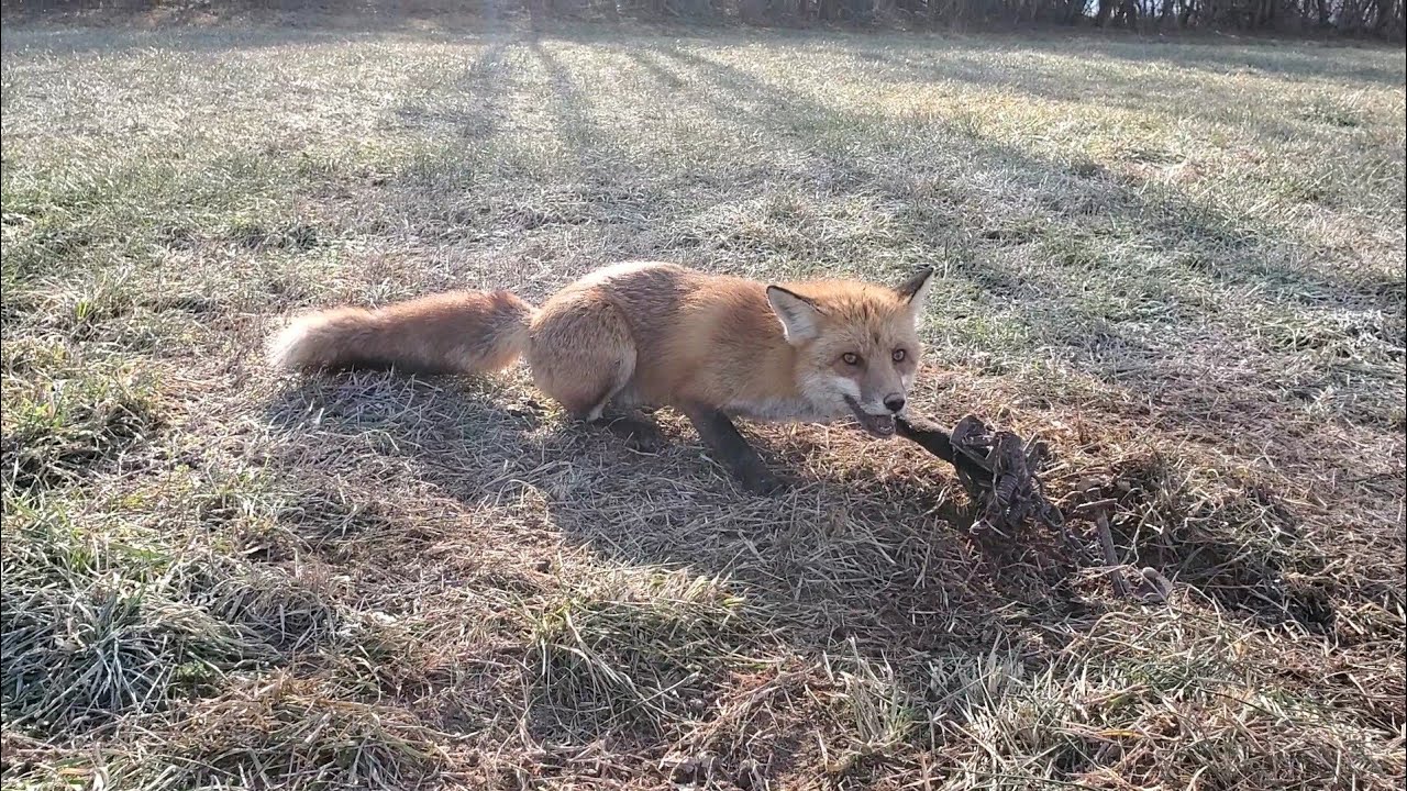Fox catch and remaking the set - YouTube