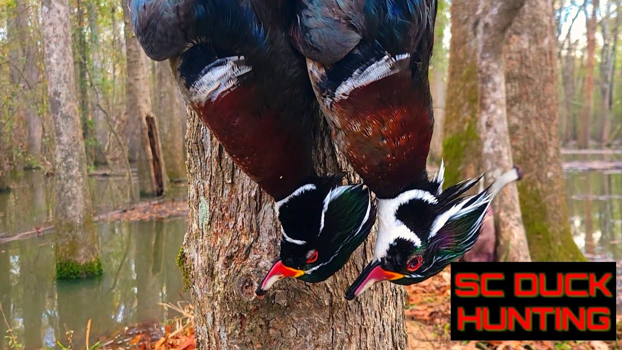 Duck Hunting in South Carolina | WOOD DUCK HUNTING | Public Land ...