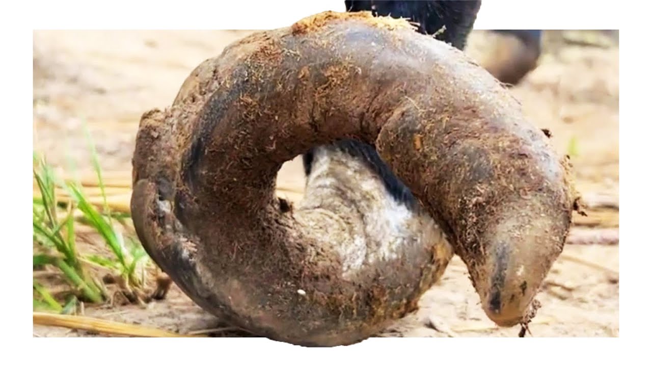 The spiraling goat horns and the nearly one meter long donkey hooves ...