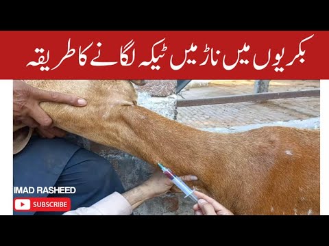 Intravenous injection technique in goat I iv injection procedure I بکری ...