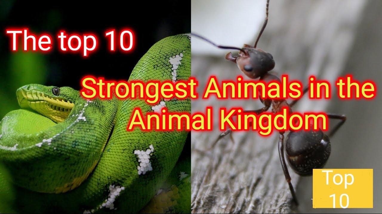 The Top 10 Strongest Animals in the Animal Kingdom | strongest animals ...