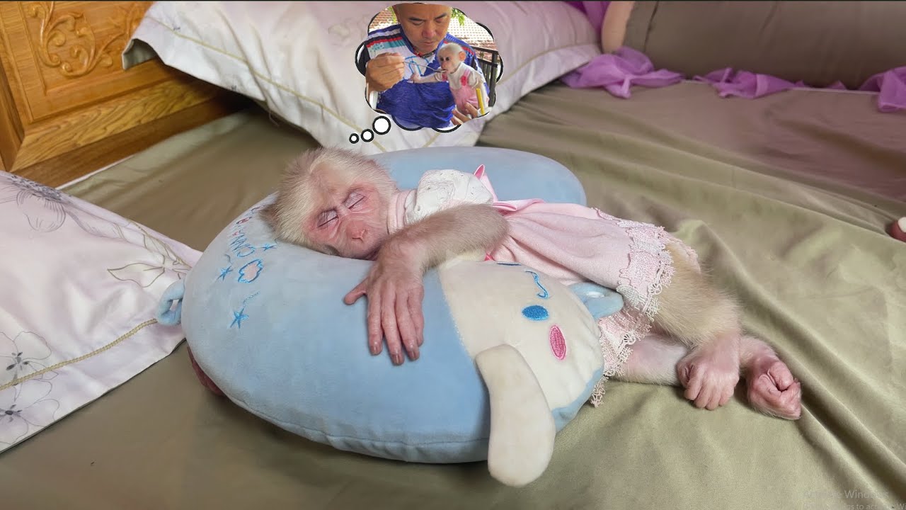 So touching! Monkey Luk dreams about the days lived with dad - YouTube