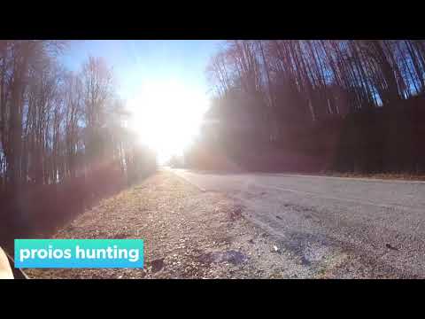 5 τουφεκιές 5 γουρούνια!! wild boar hunting in Greece!! - YouTube