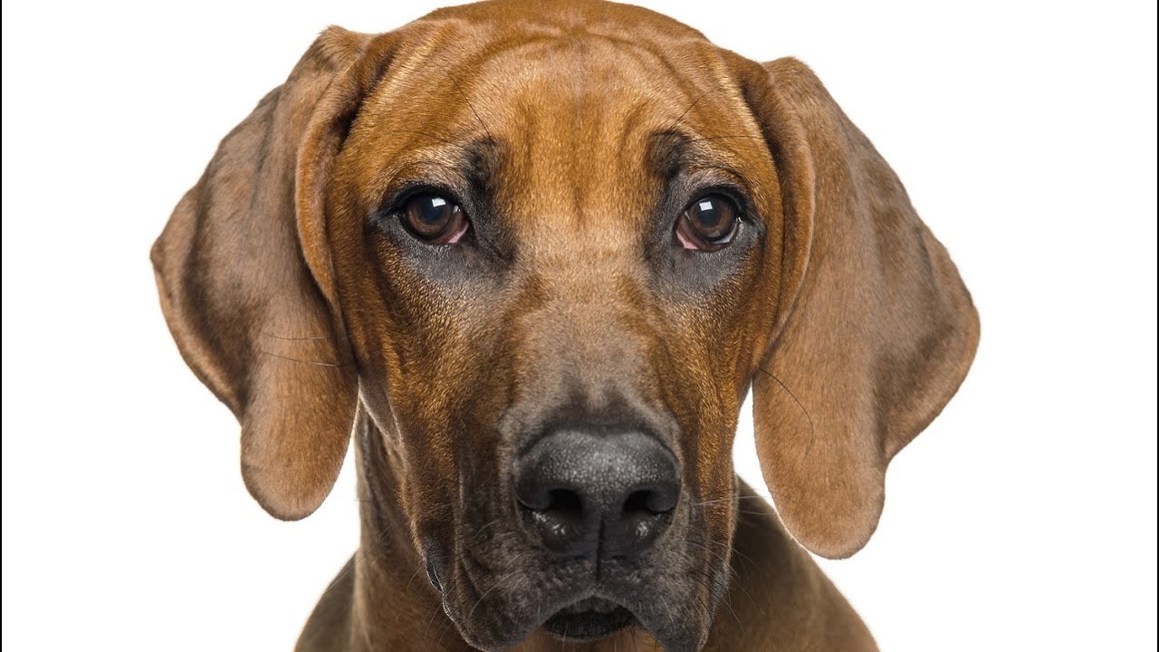 How Is the Ridgeback Around Children, Other Pets, and as a Watchdog ...