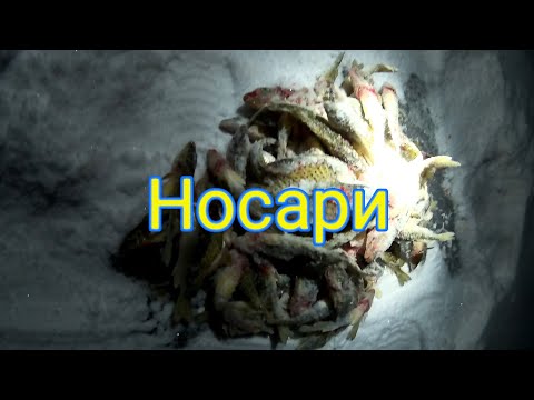 река ДОН!Зимняя СЕЛЬСКАЯ РЫБАЛКА на ДОНКИ 2021г