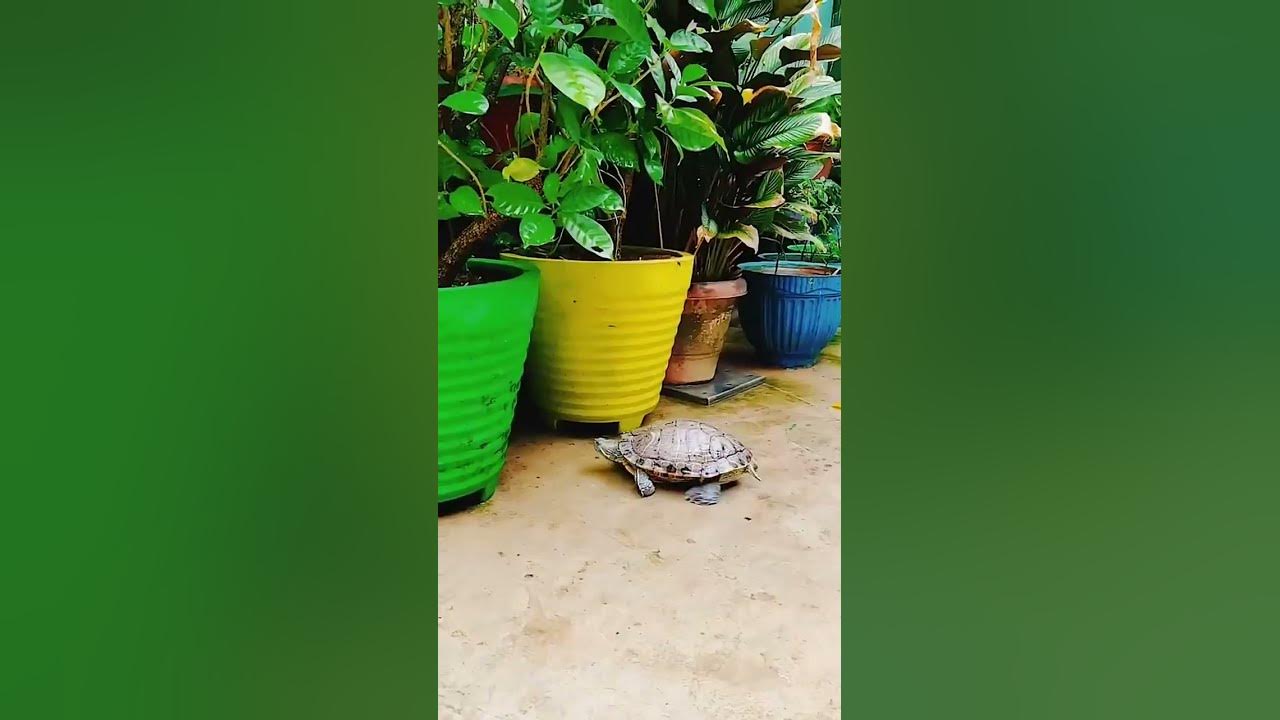 #turtles#youtubeshorts #turtle trending🐢 - YouTube