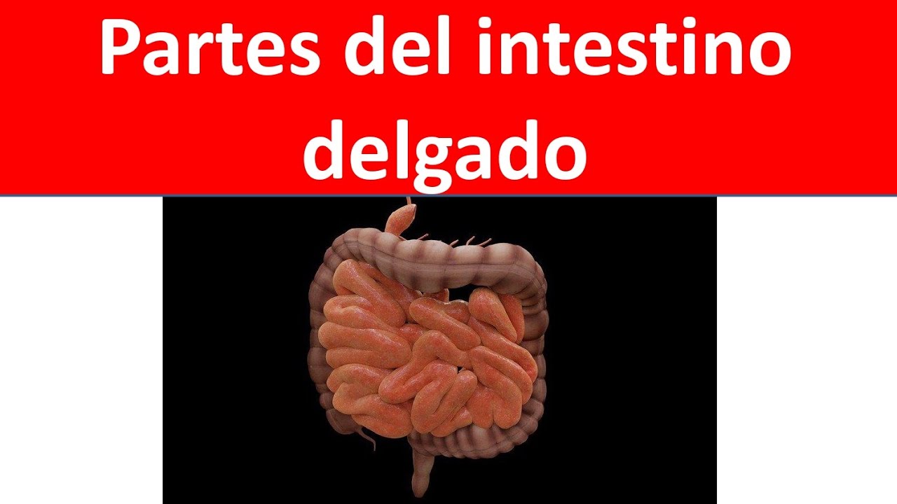Partes del intestino delgado - YouTube