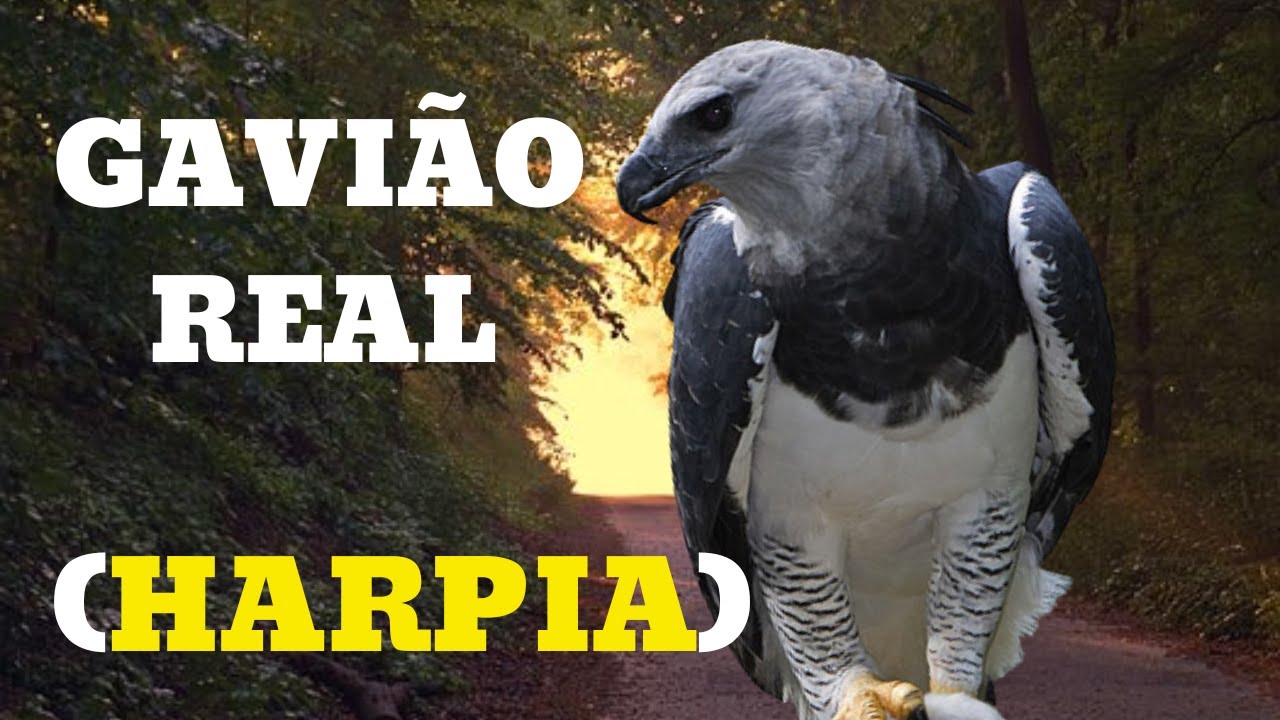 Som Do Gavião Real - Piado Da Harpia - Harpë - Ave De Rapina #natureza ...
