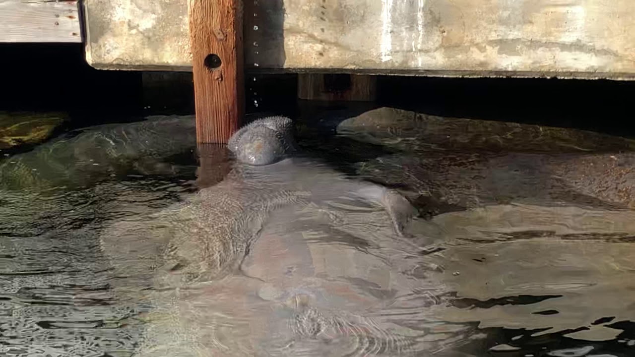 Fat Manatee Drinking Fresh Water - YouTube