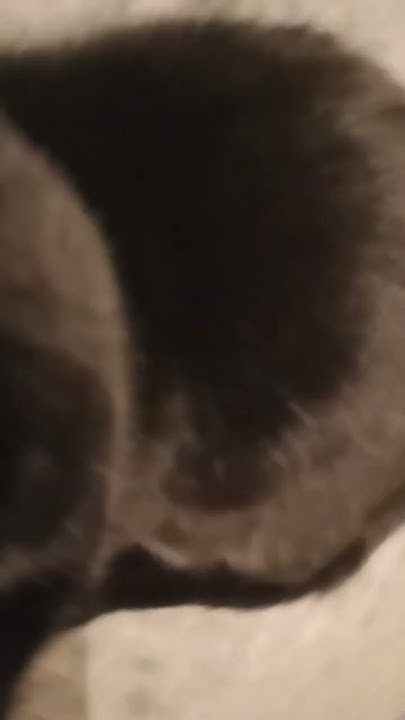 Cat part 2 - YouTube