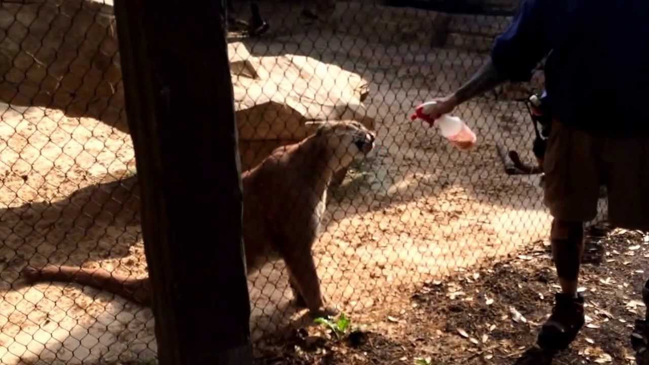 Mountain Lion drinking milk at the Houston Zoo - YouTube