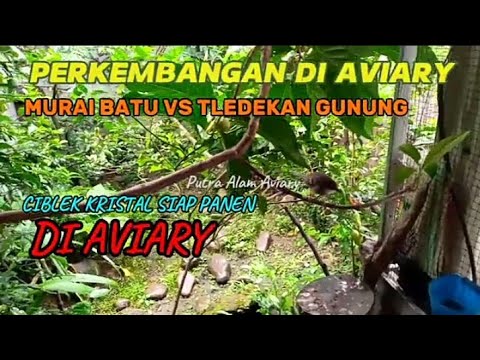 PERKEMBANGAN BURUNG MURAI BATU VS TLEDEKAN GUNUNG DAN PANEN BURUNG ...