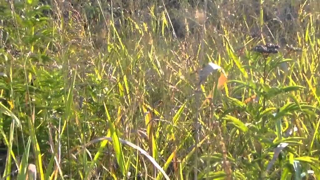 pointer geta si pui de fazan - YouTube