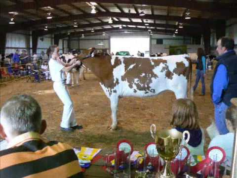 dairy cow show - YouTube