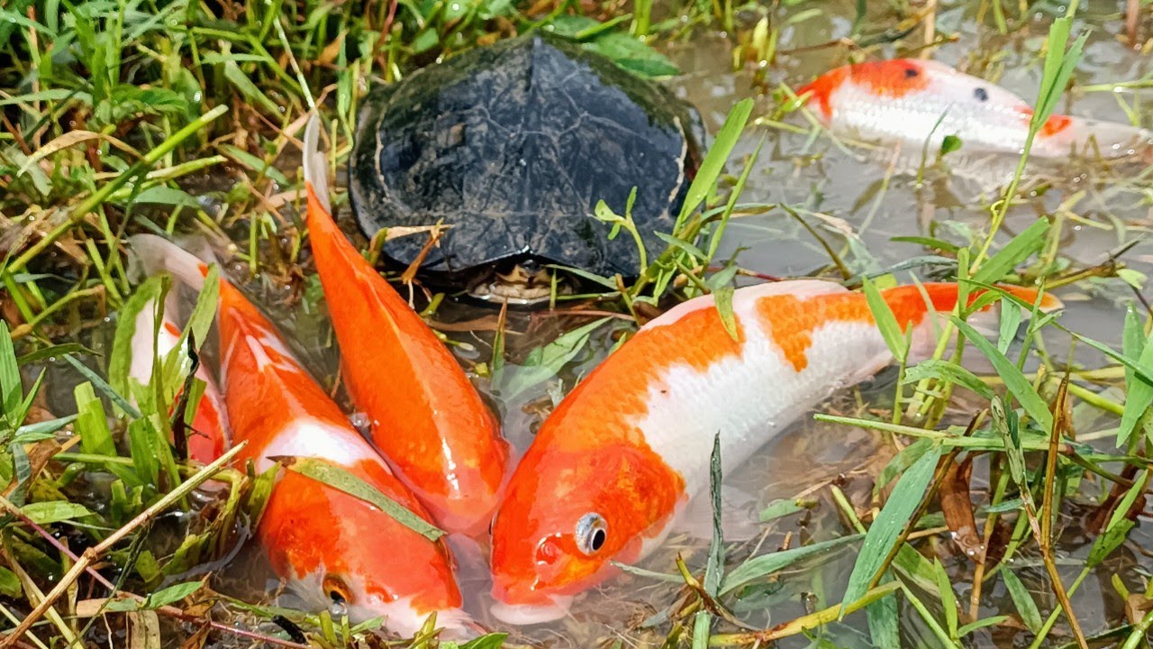Ikan koi, ikan koki, kura-kura, ayam warna warni, bebek lucu, ikan mas ...