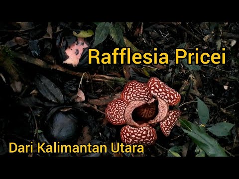 BUNGA RAFFLESIA PRICEI KALIMANTAN UTARA - YouTube