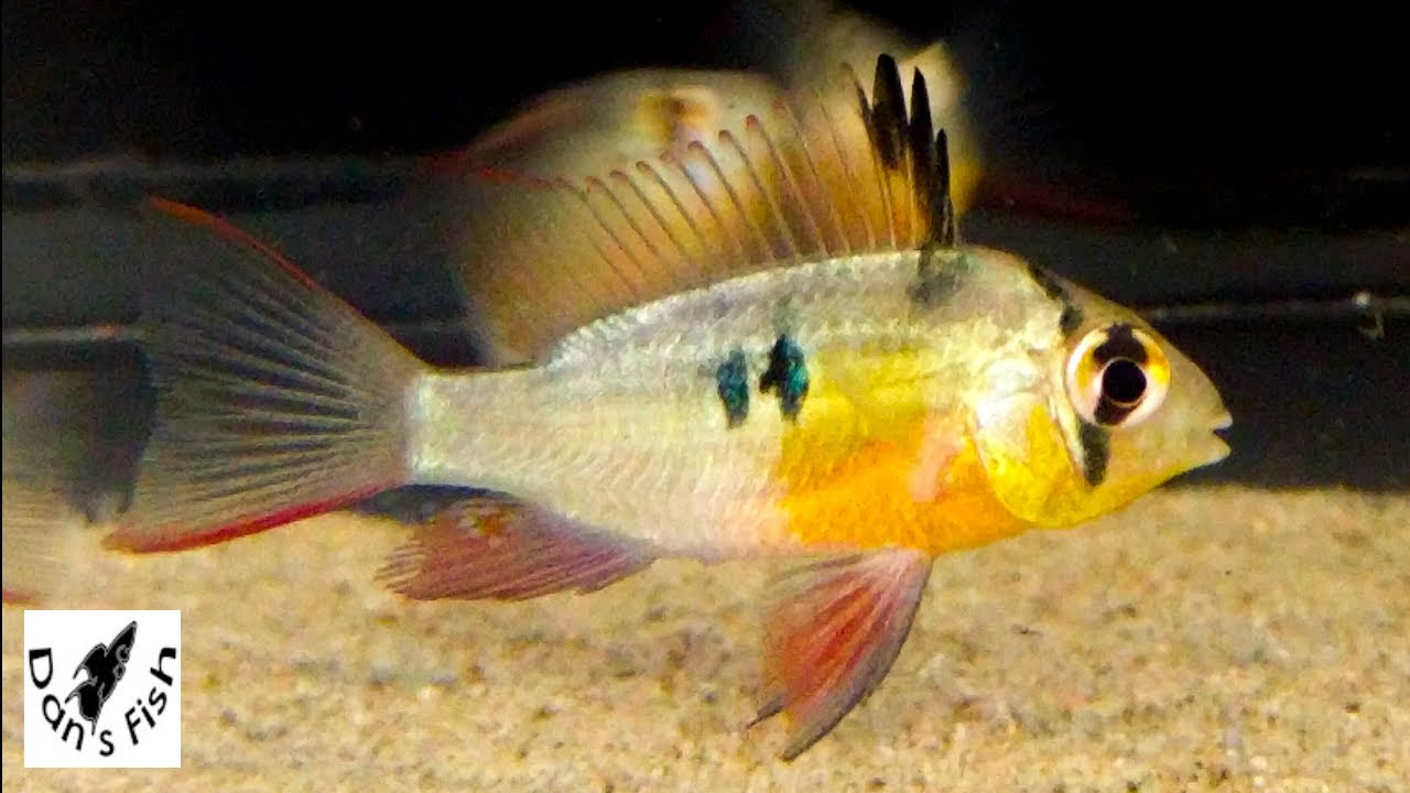 Female Bolivian Ram