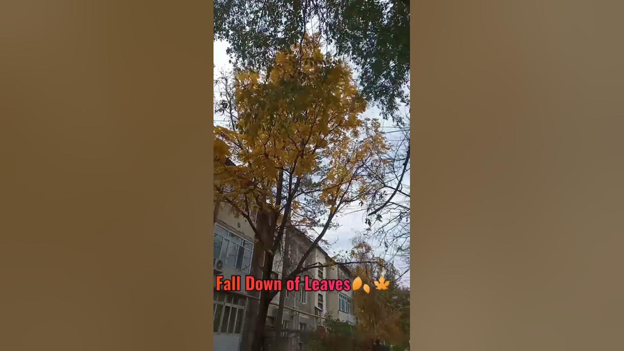How Leaves Fall Down in Autumn🍂🍁Fall Down of Leaves😭Sad Weather,Sad ...