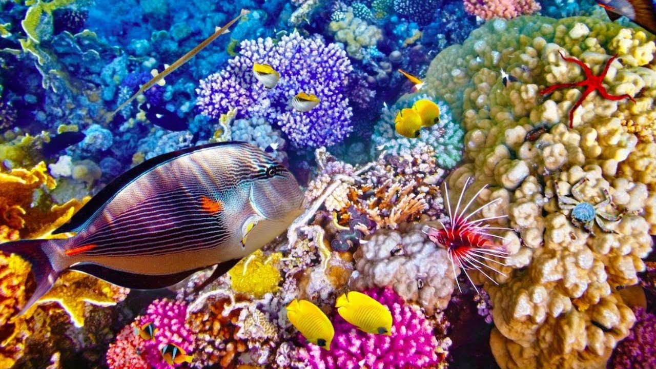 Stunning of 4K Underwater Wonders + Relaxing Music | Coral Reefs ...