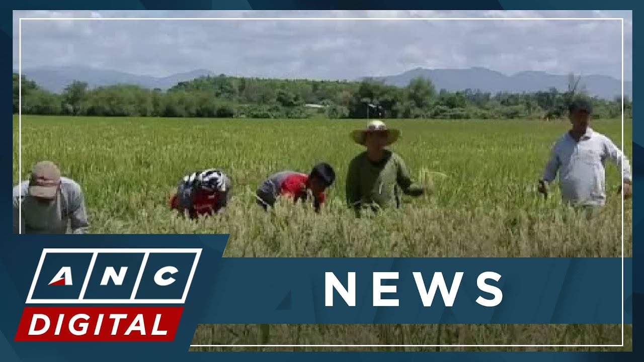 Agriculture exec: Sale of buffer stock will allow NFA to buy rice from ...