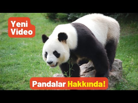 Pandalar Hakkında İlginç Bilgiler - Pratik Bilgi Bankası