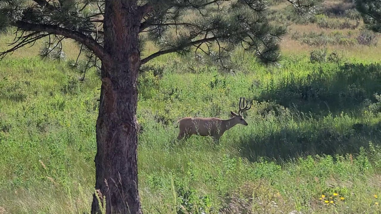 Five-Point Buck - YouTube